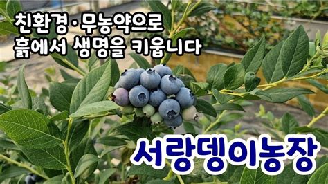 친환경 자연의 맛 평택 블루베리 농장 체험 방문기 최상의 블루베리를 택배 판매하는 서랑뎅이농장 Youtube