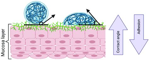The Wetting Theory According To Contact Angle Created With Download Scientific Diagram