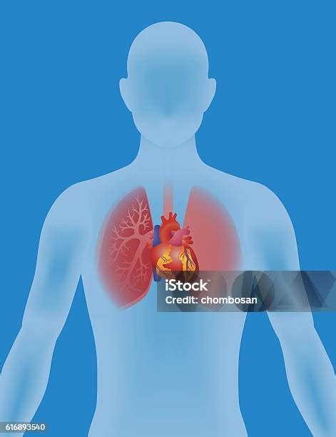인간의 심장 벡터 일러스트레이션 심장마비에 대한 스톡 벡터 아트 및 기타 이미지 심장마비 확장 0명 Istock