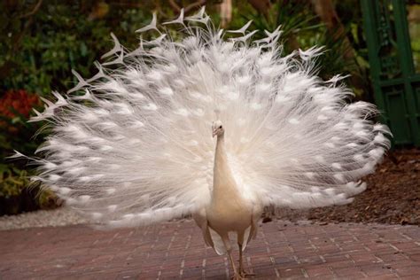 How Much Does A Peacock Cost 2025 Price Guide