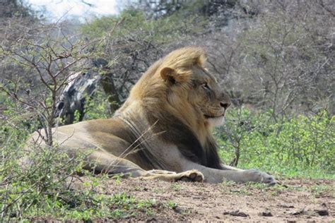 Full Day Hluhluwe Imfolozi Park Big Five Game Drive Kwazulu Natal