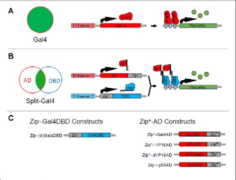 Figure 1 From The Drosophila Split Gal4 System For Neural Circuit Mapping Semantic Scholar
