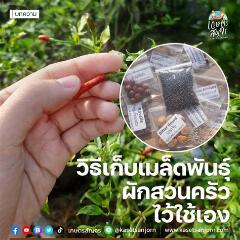 [เกษตรสัญจร] วิธีเก็บเมล็ดพันธุ์ผักสวนครัว ไว้ใช้เอง เพื่อน ๆ เกษตร