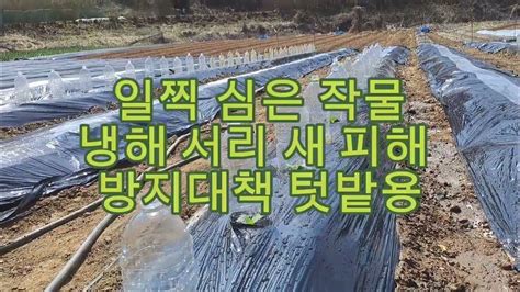 일찍심은 봄작물 새 서리 냉해피해 예방대책 ㅡ 텃밭용도 Youtube