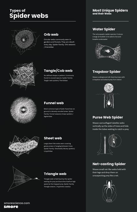 Types Of Spider Webs Smore Science