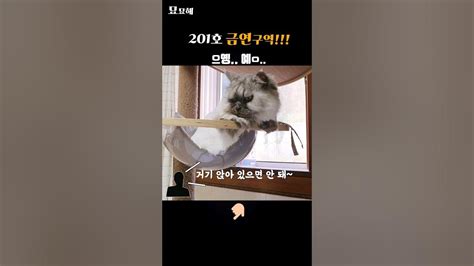 진짜 담배 안 폈어 엽 병맛패러디 랄랄 담배 고양이 웃긴고양이 페르시안 병맛패러디 Shorts Youtube