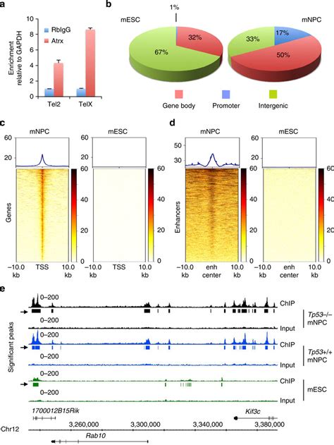 Atrx Exhibits An Extensive Gene Regulatory Binding Pattern In Mnpcs A Download Scientific