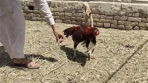 Top Fighter Murga Youtube