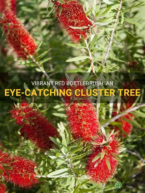 Vibrant Red Bottlebrush An Eye Catching Cluster Tree Shuncy
