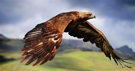 The Great Golden Eagle Hubpages