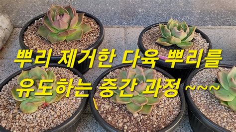 다육식물 분갈이하면서 새뿌리 유도하는 중간과정 무름병 끝 Youtube
