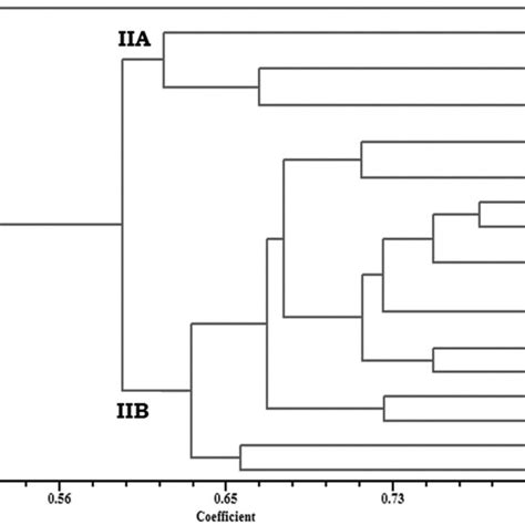 dendrogram generated using upgma analysis showing relationships