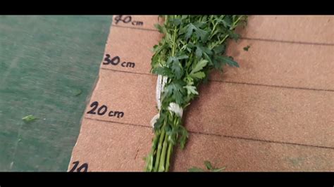 아르젠또노랑 생화 인터넷꽃도매시장 생화택배 생화도매 인터넷꽃시장 인터넷꽃도매 장미대량구매 꽃 꽃다발 꽃도매 꽃시장 부산꽃시장 김해꽃시장 꽃쇼핑몰 김해꽃 부산꽃 꽃싸게사는법