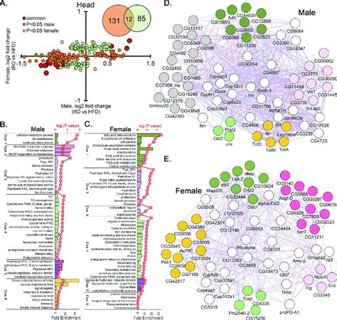Transcriptional Change In The Heads Leading To HFD Induced Sex Specific Download Scientific