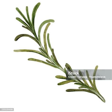 로즈마리 수채화 흰색 배경에 손으로 그린 로즈마리 가지입니다 클립 아트 식물학 향신료 포장 및 레스토랑 메뉴에 이상적 건조한에 대한 스톡 벡터 아트 및 기타 이미지 Istock