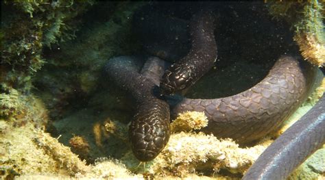 For Sea Snakes Underwater Sex Is A Washout More Often Than Not