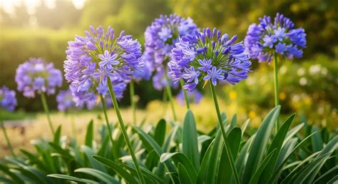 How To Grow And Care For Lily Of The Nile