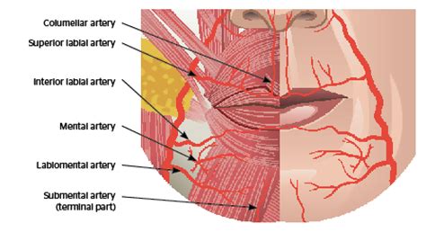 Orbicularis Oris Focus Dentistry