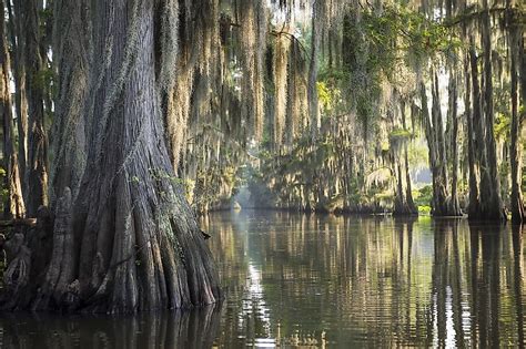 What Is Swamp And Examples At Jennifer Pardue Blog