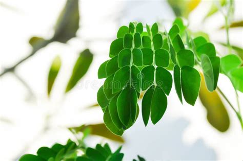 Rain Tree Or Samanea Saman Leguminosae Mimosoideae And Sky Stock Image