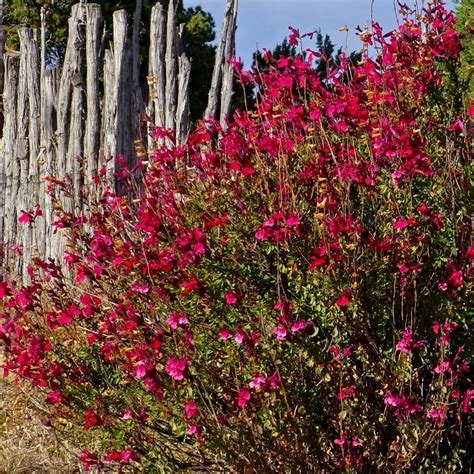 Salvia Roja Greggii
