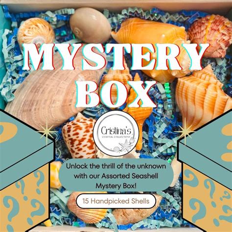 Assorted Seashells Etsy
