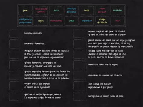 Sistema Reproductor Humano จับคู่