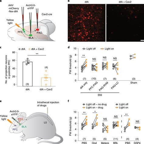 Circuit Projection From The Prelimbic Mpfc To The Vlpag A Download Scientific Diagram