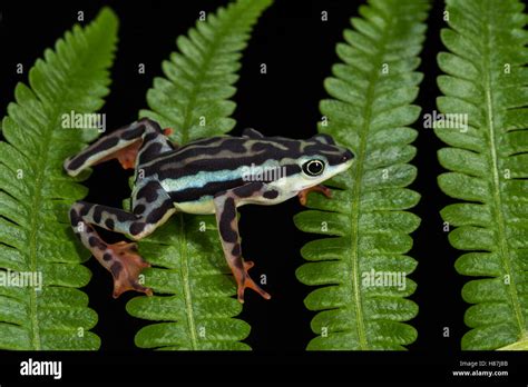 Elegant Stubfoot Toad Atelopus Elegans Native To South America Stock