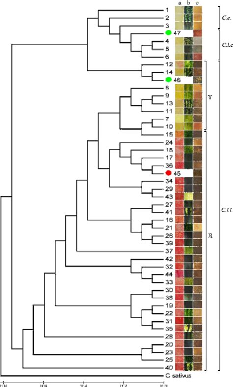 Molecular Dendrogram Spss 17 Based On Ssr Analysis Of Adna Samples Of Download Scientific