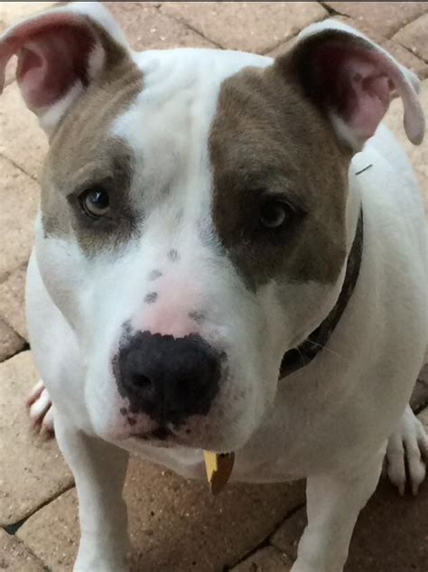 Pretty Girl R Pitbulls
