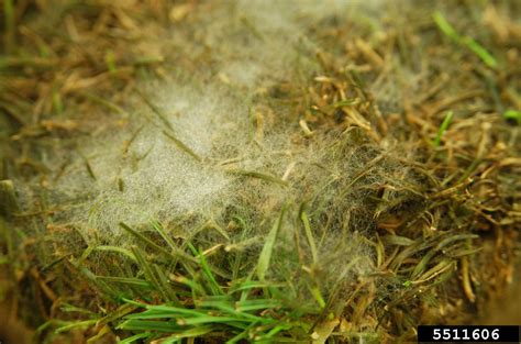 Pythium Diseases Genus Pythium Pringsh