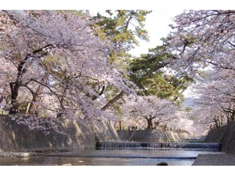 夙川河川敷緑地の桜アクセスイベント情報 じゃらんnet