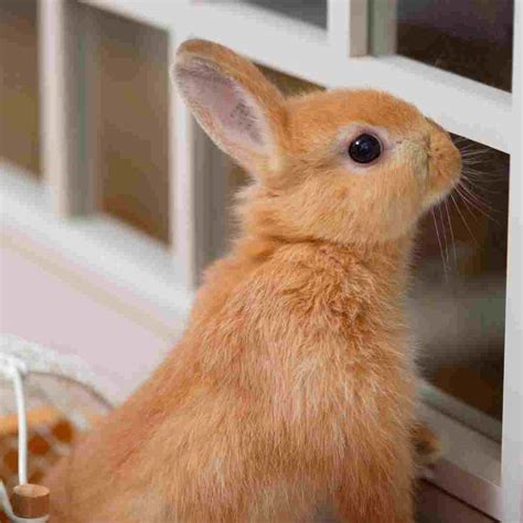 Step By Step Guide Installing RabbitMQ On Ubuntu For Efficient Message