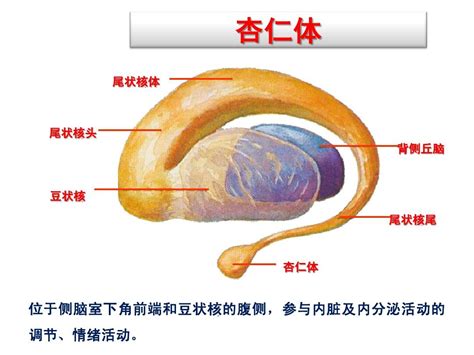 杏仁核解剖 千图网