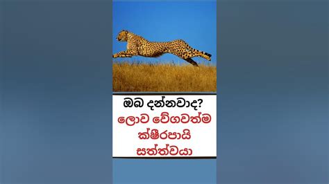 ඔබ දන්නවද ලොව වේගවත් ම සත්ත්වයා Youtube