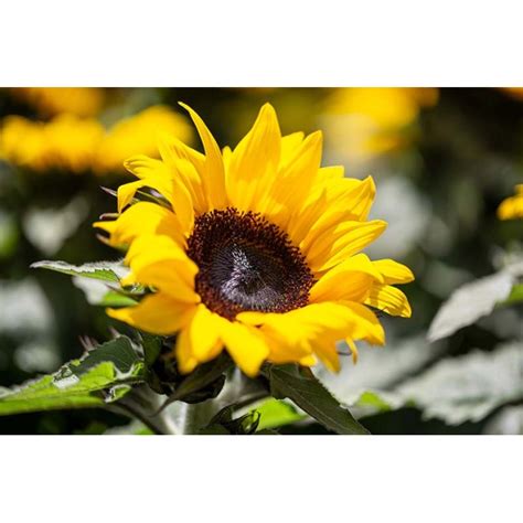 Сортови семена с високо качество богато разнообразие гарантиран произход отлична опаковка