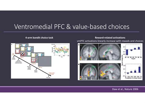 Prefrontal Cortex And Decision Making The Modular And Circuit Based