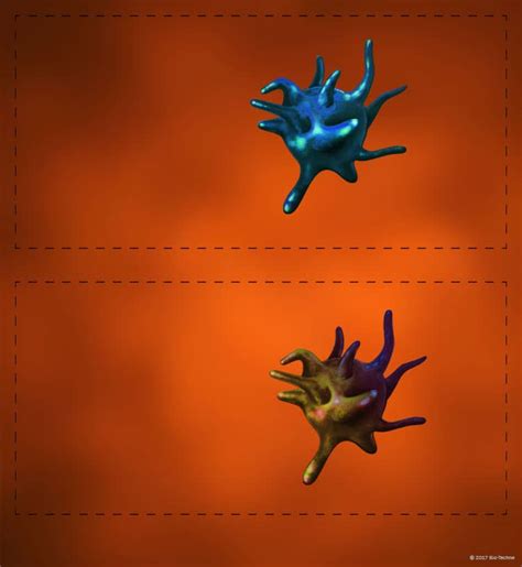 Mouse Lymphoid Tissue Classical Dendritic Cell Subset Markers