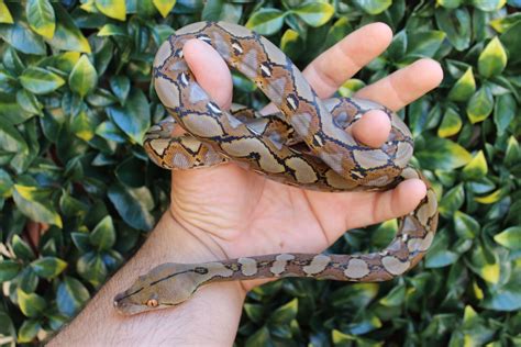 super dwarf normal reticulated python by the breeding laboratory