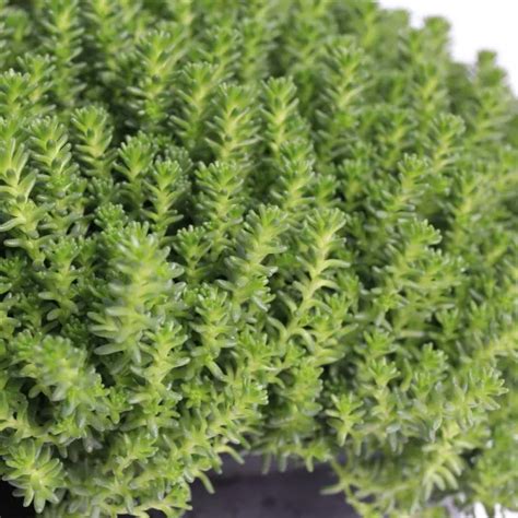 Sedum Sexangulare Syngenta Flowers