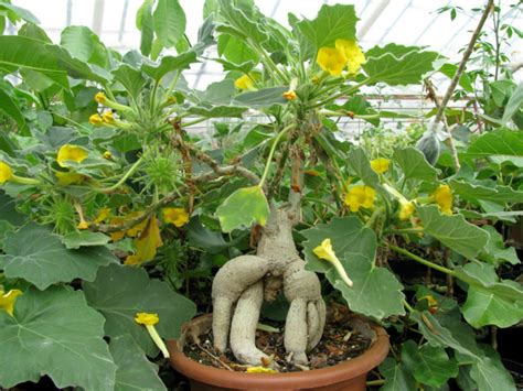 Ункарина Реослина (Uncarina roeoesliana)