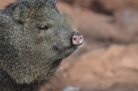 Angry Javelina Cartoon