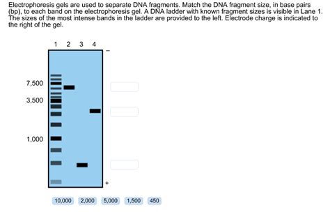 solved electrophoresis gels are used to separate dna frag