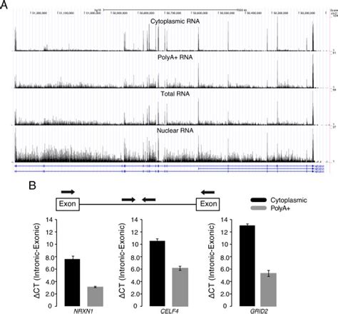 intronic read coverage for different rna fractions a rna seq coverage