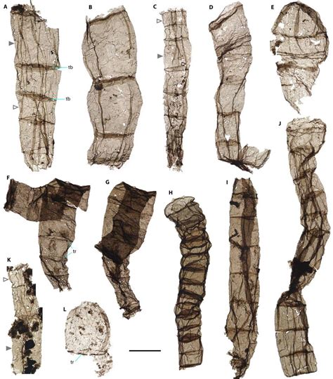 Oldest Fossils Of Multicellular Eukaryotes Found In North China Ukrainian News