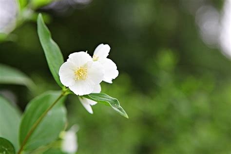 고광나무 유토이미지 상세페이지 베이직샵 사진 21423338