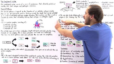Classical Pathway Of Complement System