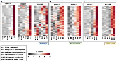 6 Expression Profiling Of Gene Modules Expression Patterns Of Modules Download Scientific
