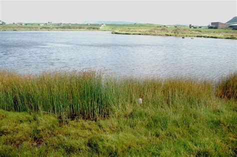 Habitat Fossitt Habitats — Foss Environmental Consulting